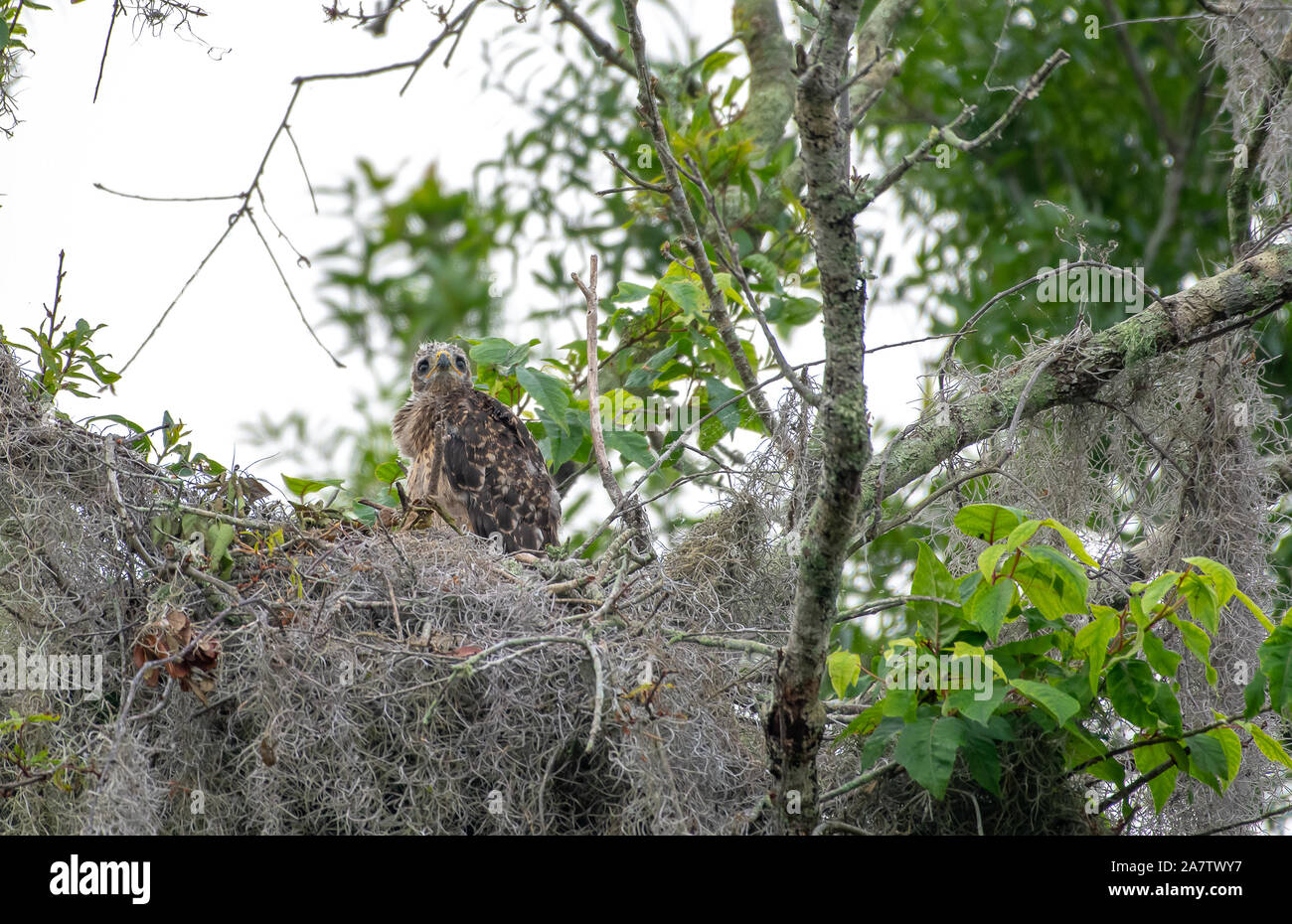 Baby Red Shouldered Hawk