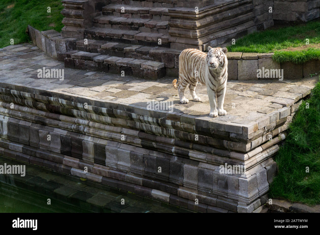 Majestic white tiger looks at the horizon Stock Photo - Alamy