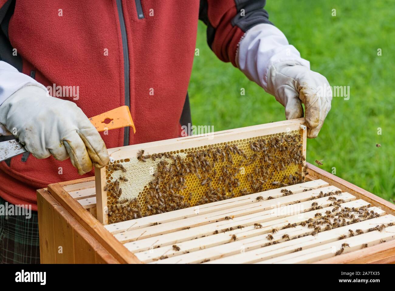 Beekeeping, beekeeper, bee, honey domestic breed hive honey bee Stock ...