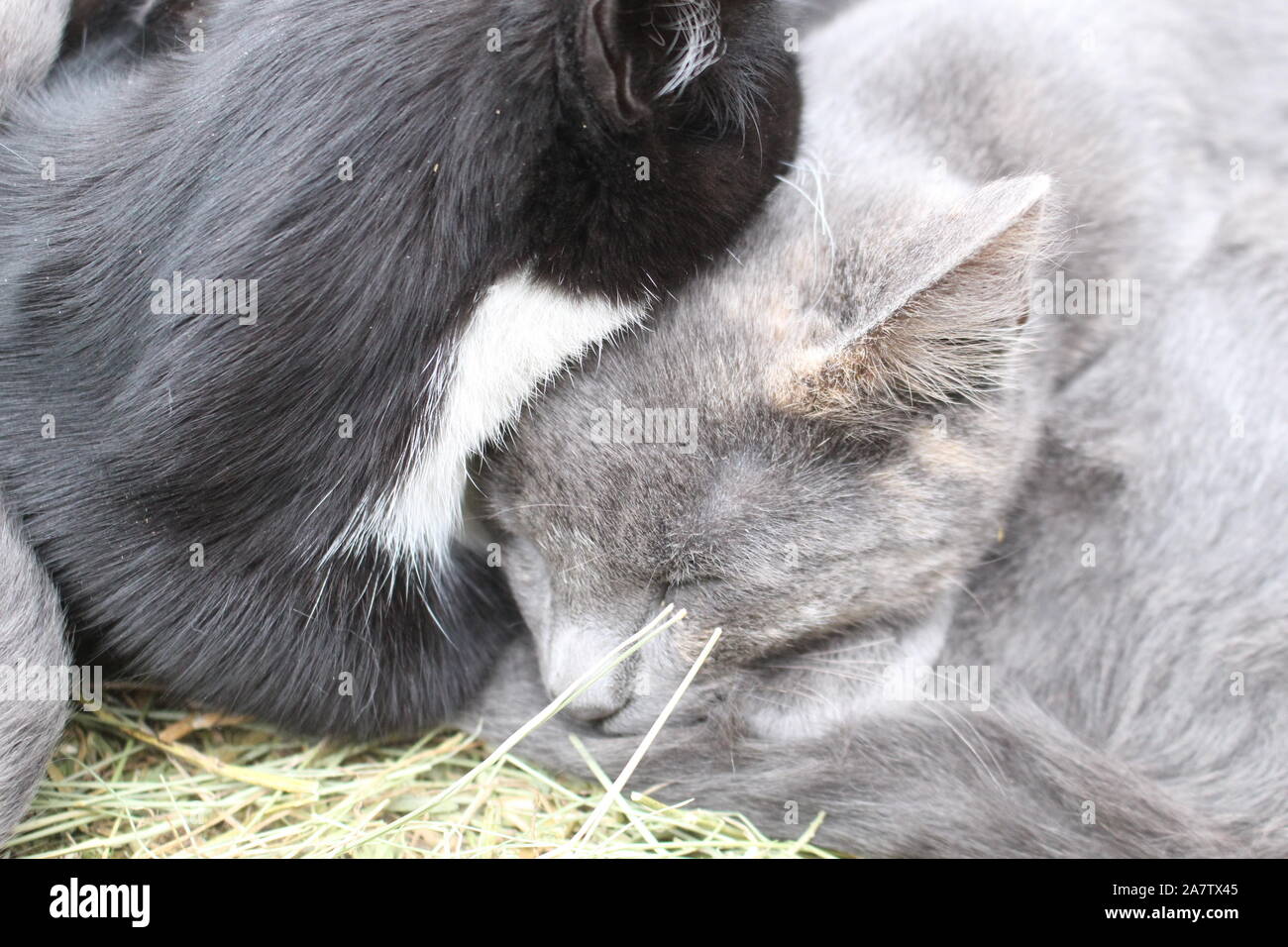 Pile of kittens hi-res stock photography and images - Alamy
