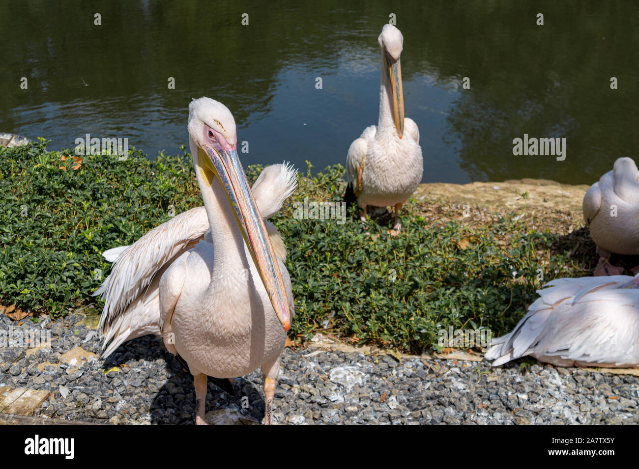 Beautiful colors pelican hi-res stock photography and images - Alamy