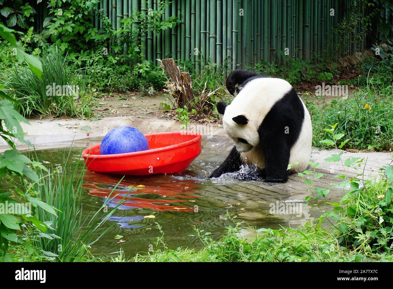 A giant panda washes its limbs in a pond to cool off at the Beijing zoo ...
