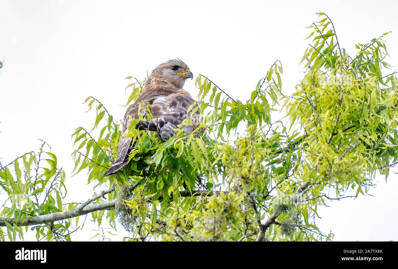 Hawk birds perched hi-res stock photography and images - Alamy