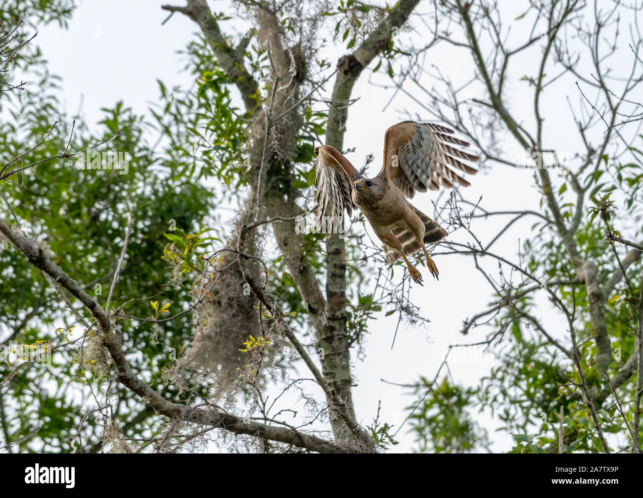 Red shouldered hawk hunting hi-res stock photography and images - Alamy