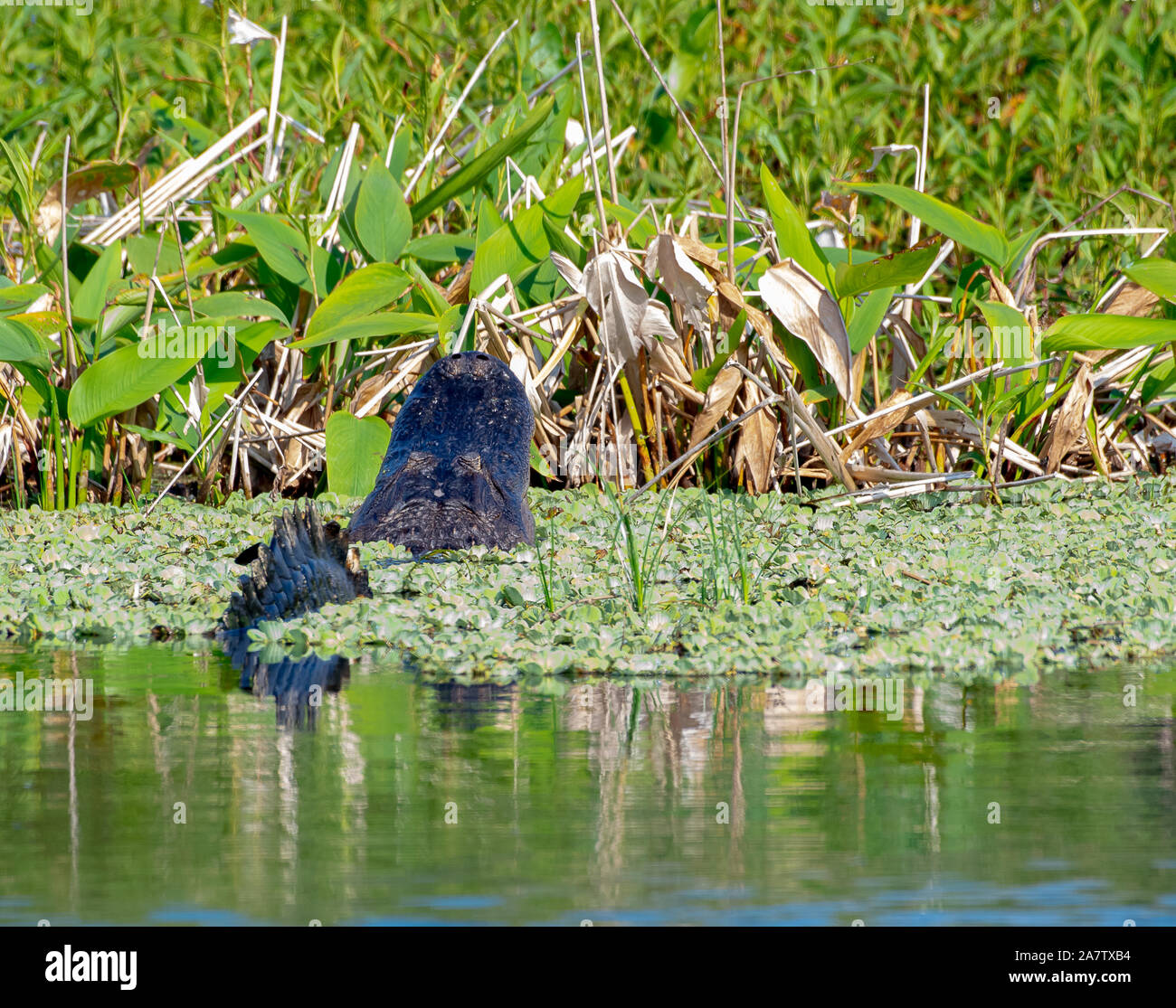 Alligator mating hi-res stock photography and images - Alamy