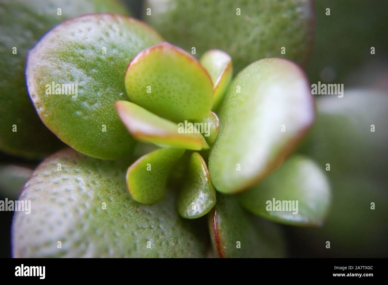 Macro shot of Crassula ovata 'Jade Plant' Stock Photo - Alamy