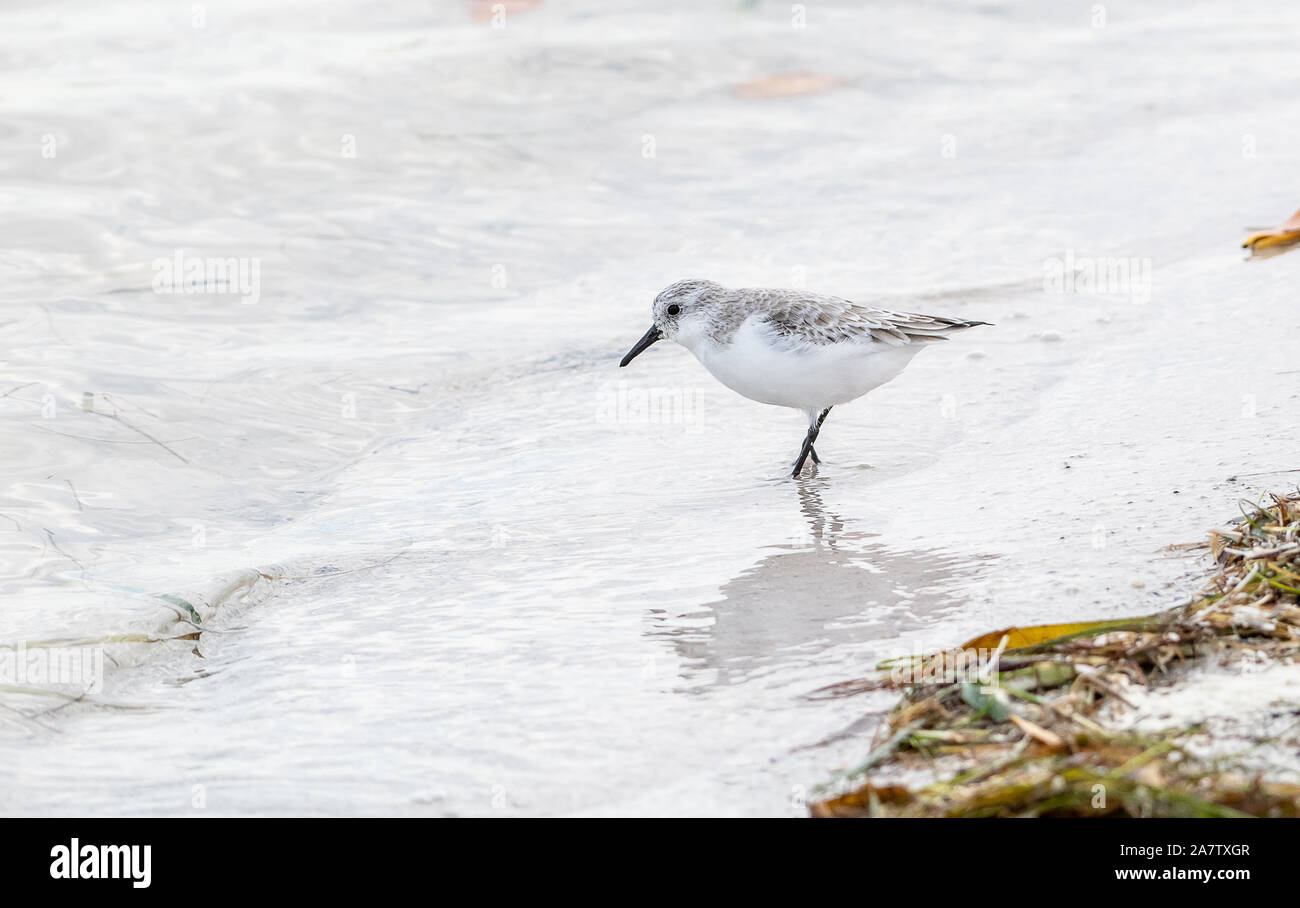 Sandpiper foraging on the beach - Florida Stock Photo - Alamy