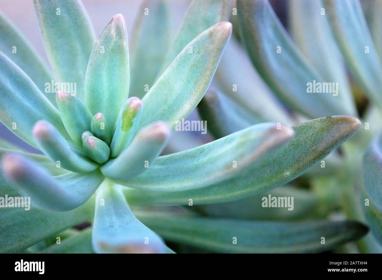 Macro shot of Graptosedum 'Francesco Baldi' Stock Photo - Alamy