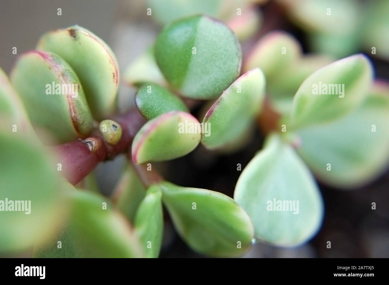 Elephant bush succulents hi-res stock photography and images - Alamy
