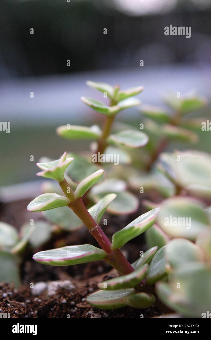 Elephant bush succulents hi-res stock photography and images - Alamy