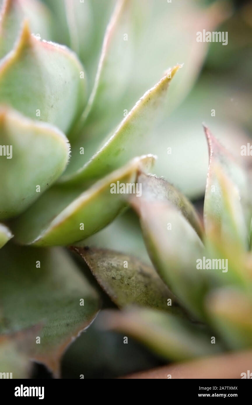 Jade rose hi-res stock photography and images - Alamy