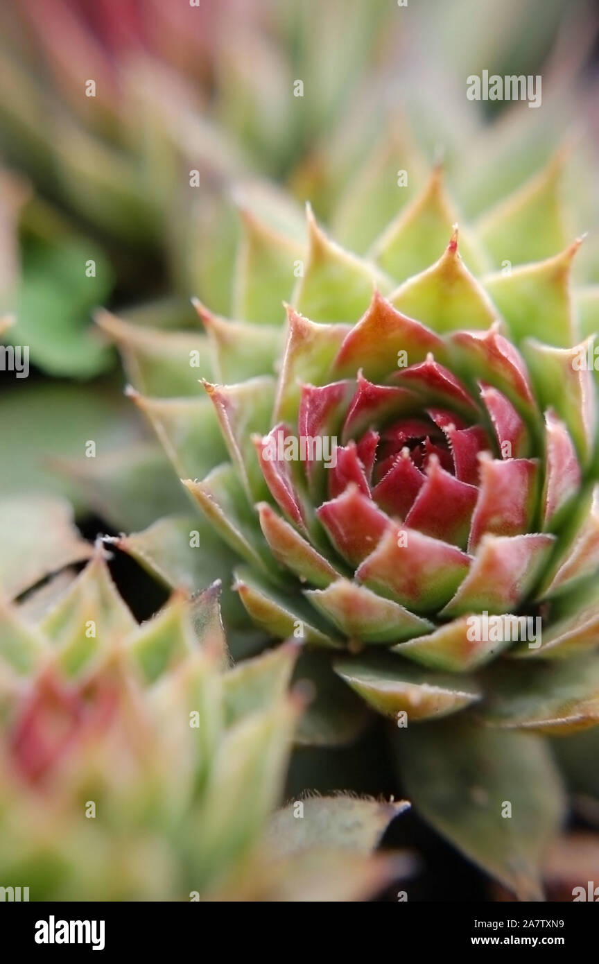 Jade rose hi-res stock photography and images - Alamy