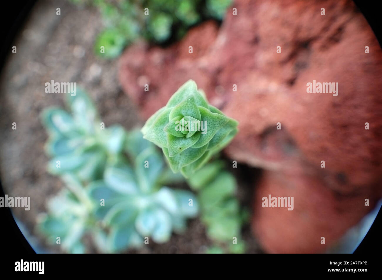 String of buttons hi-res stock photography and images - Alamy