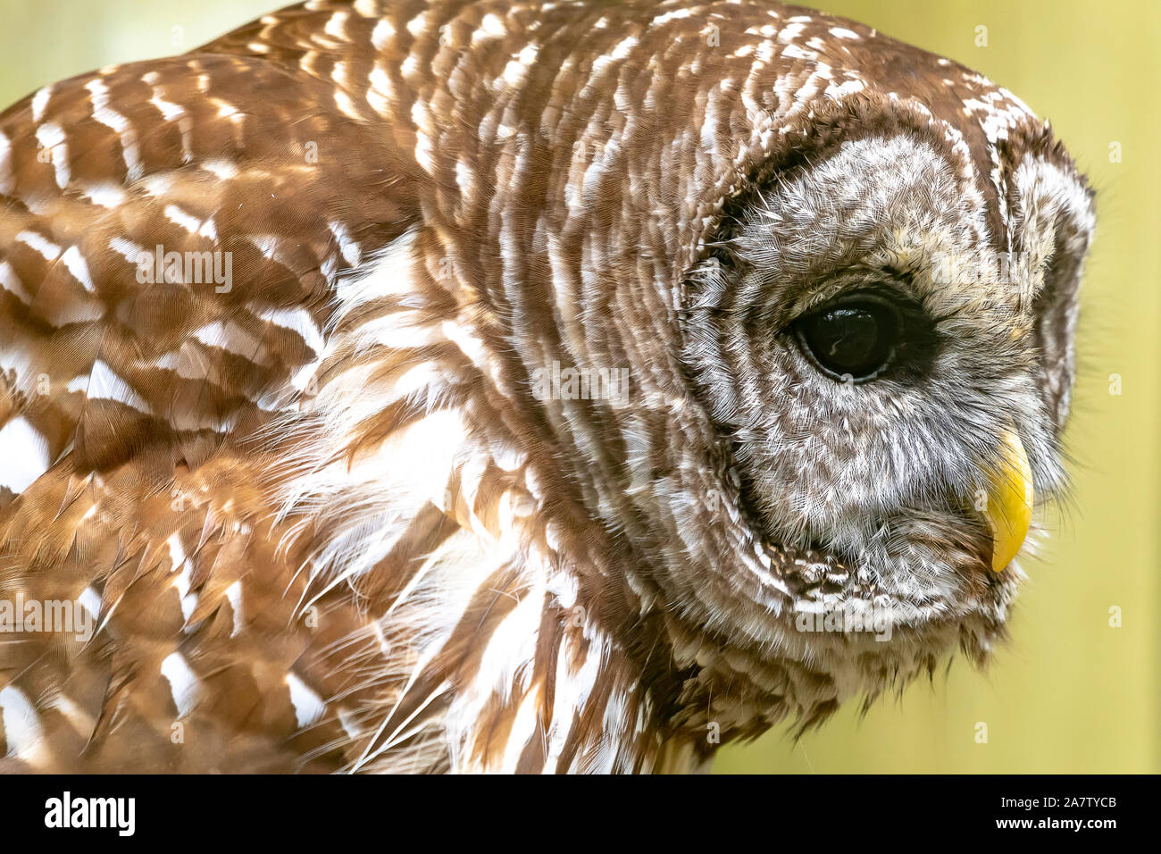 Barred owl spotted something in the distance Stock Photo - Alamy