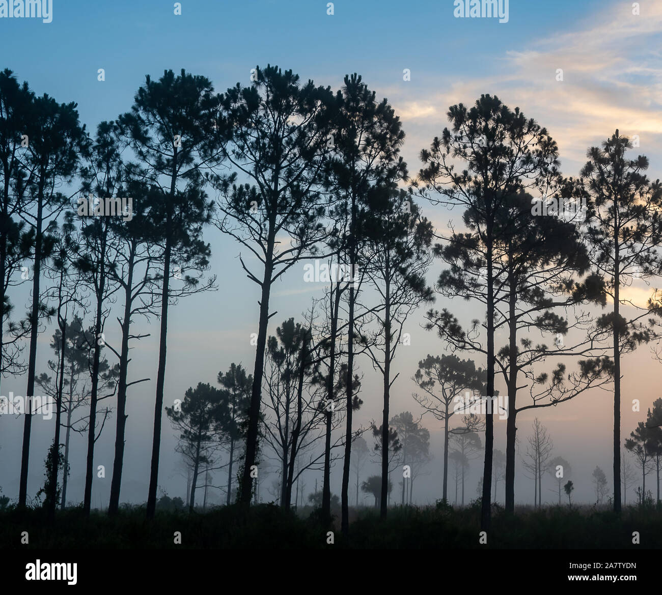 Foggy florida morning hi-res stock photography and images - Alamy