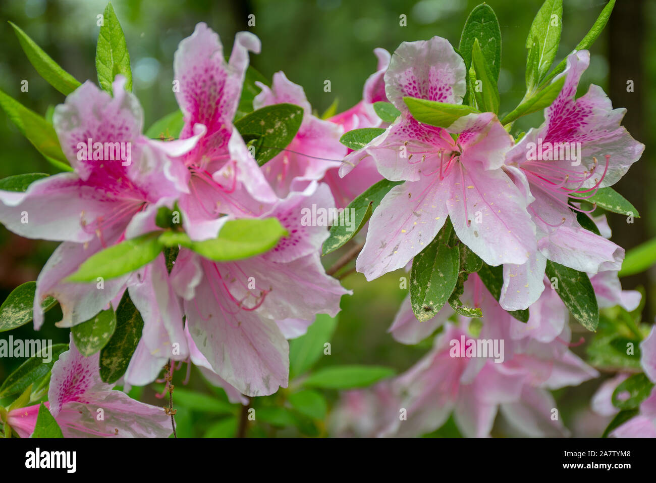 Beautiful garden pink azaleas hi-res stock photography and images - Alamy