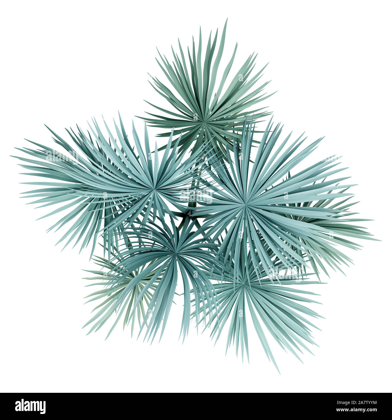 silver fan palm tree isolated on white background. top view. 3d ...