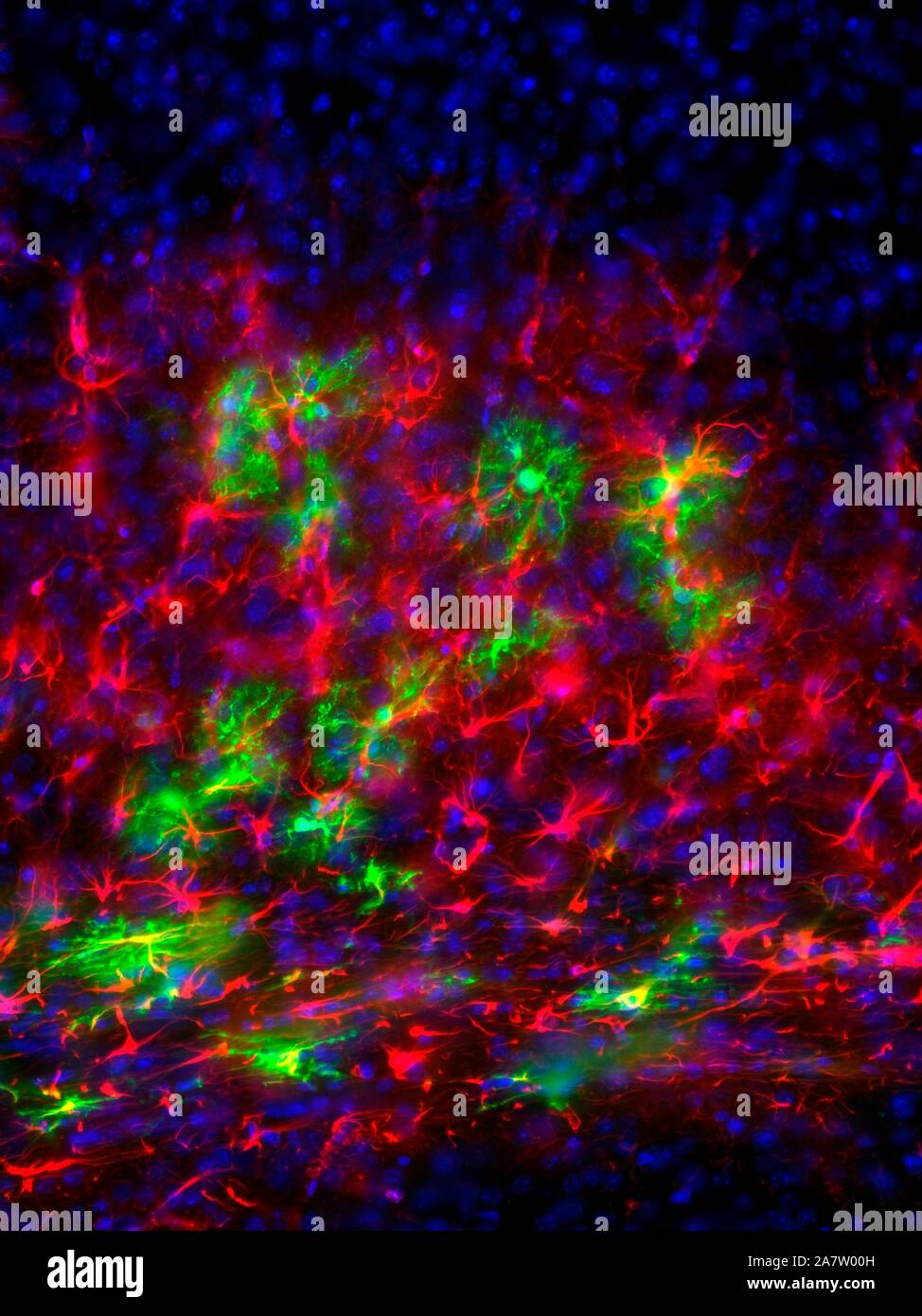 Mouse brain cells hi-res stock photography and images - Alamy