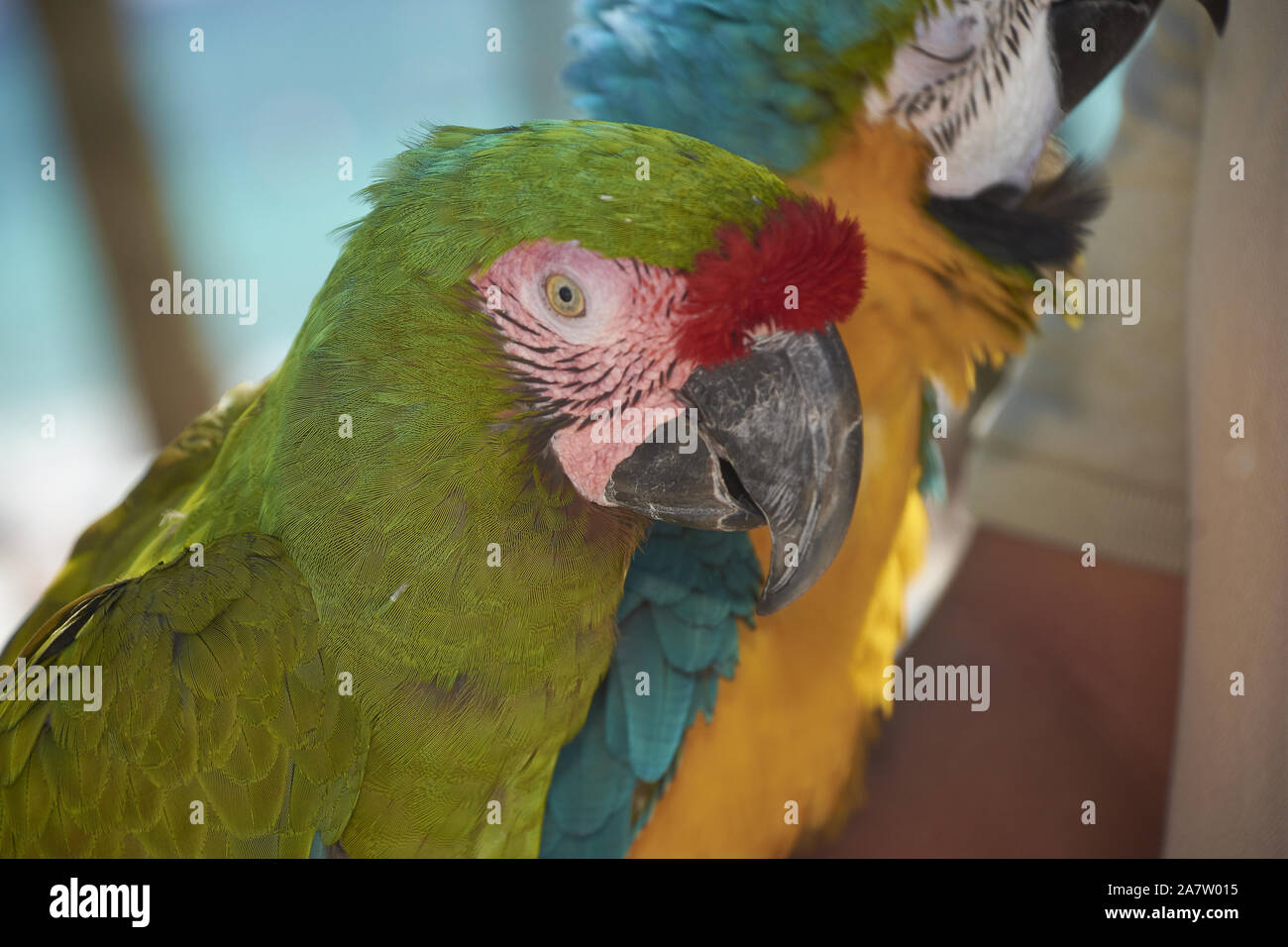 A green parrot looking Stock Photo - Alamy