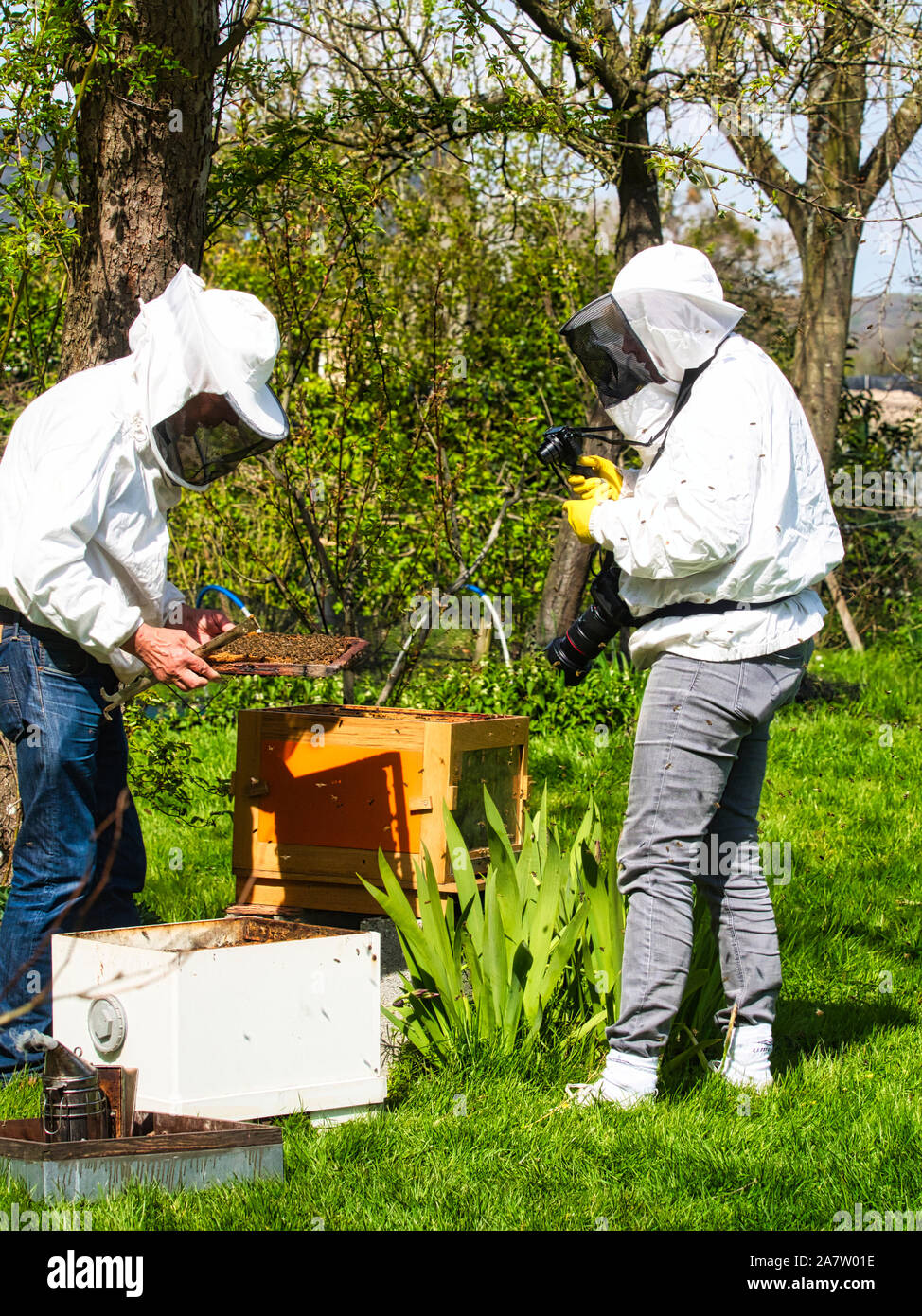 Photographer taking pictures of apiarist in garden, with bees flying ...