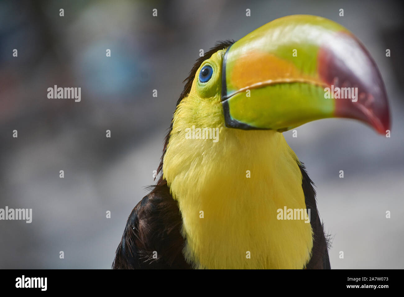 Tucan mexico hi-res stock photography and images - Alamy