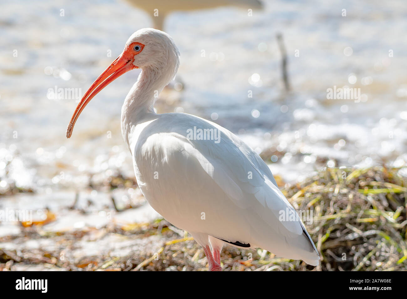 White ibis birds on florida hi-res stock photography and images - Alamy