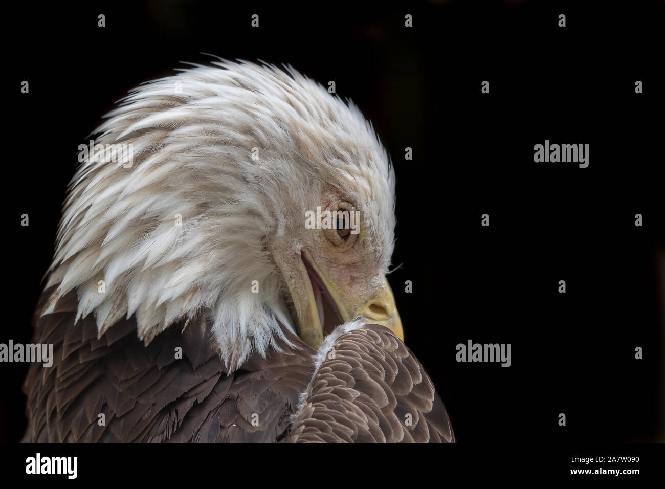closeup of a bald eagle preening Stock Photo - Alamy