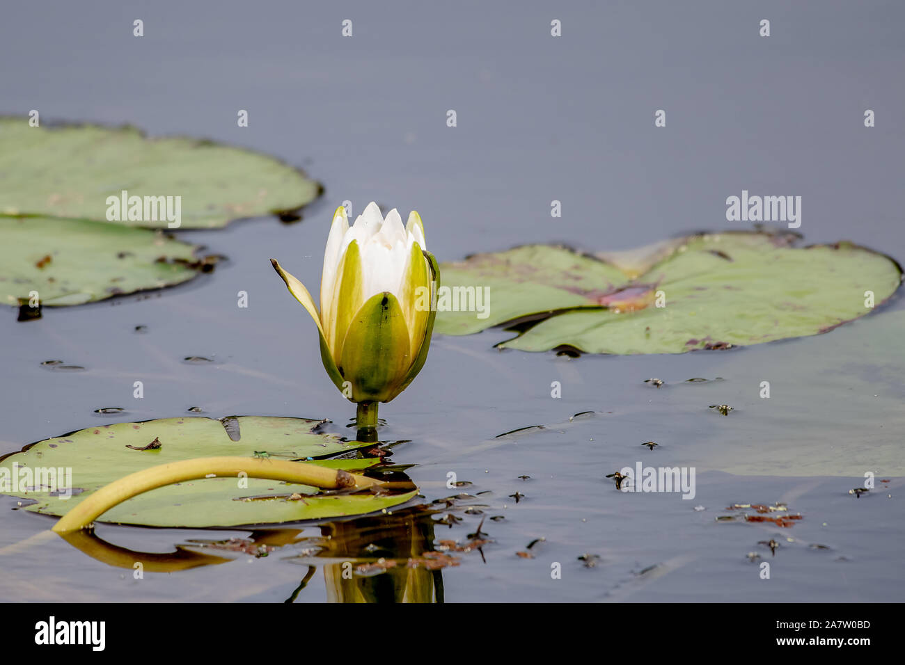 Florida flora hi-res stock photography and images - Alamy