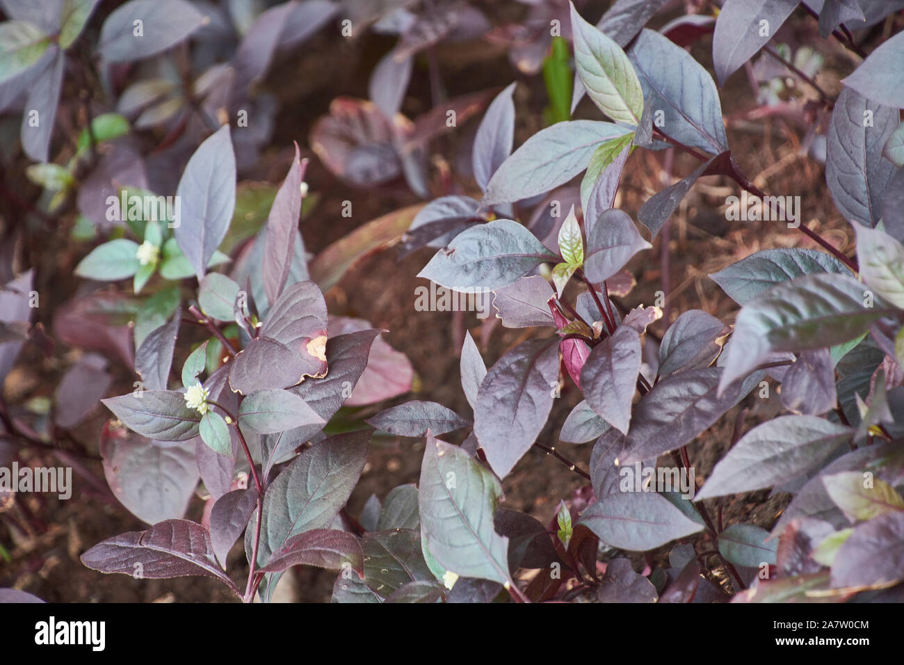 Texture of dark leaves Stock Photo - Alamy