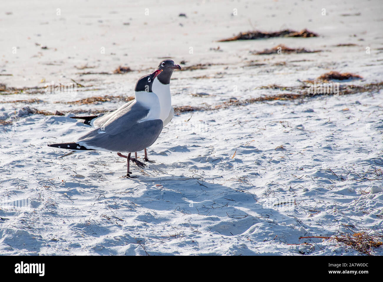 Laughing gulls hi-res stock photography and images - Alamy