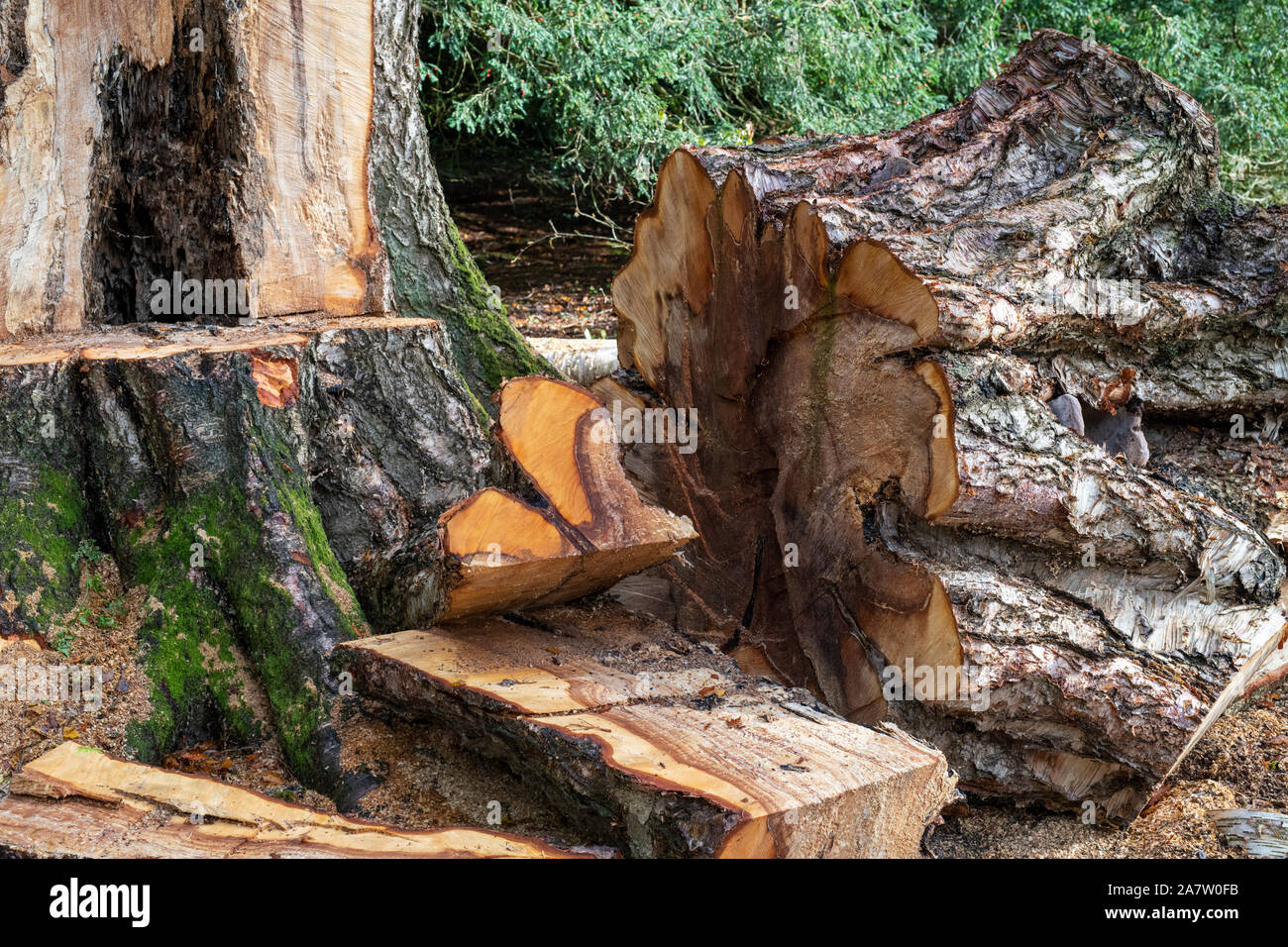 Betula ermanii x pubescens. Felled White Birch tree at Westonbirt ...