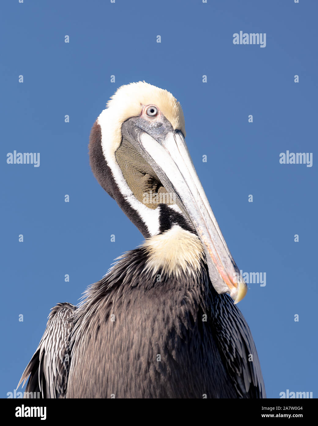 Brown pelican with breeding colors Stock Photo - Alamy