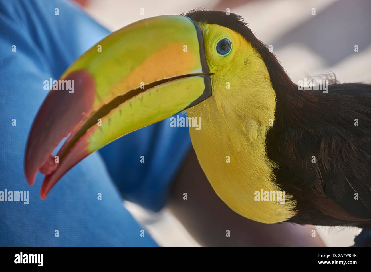 Detail of the Tucan Stock Photo - Alamy