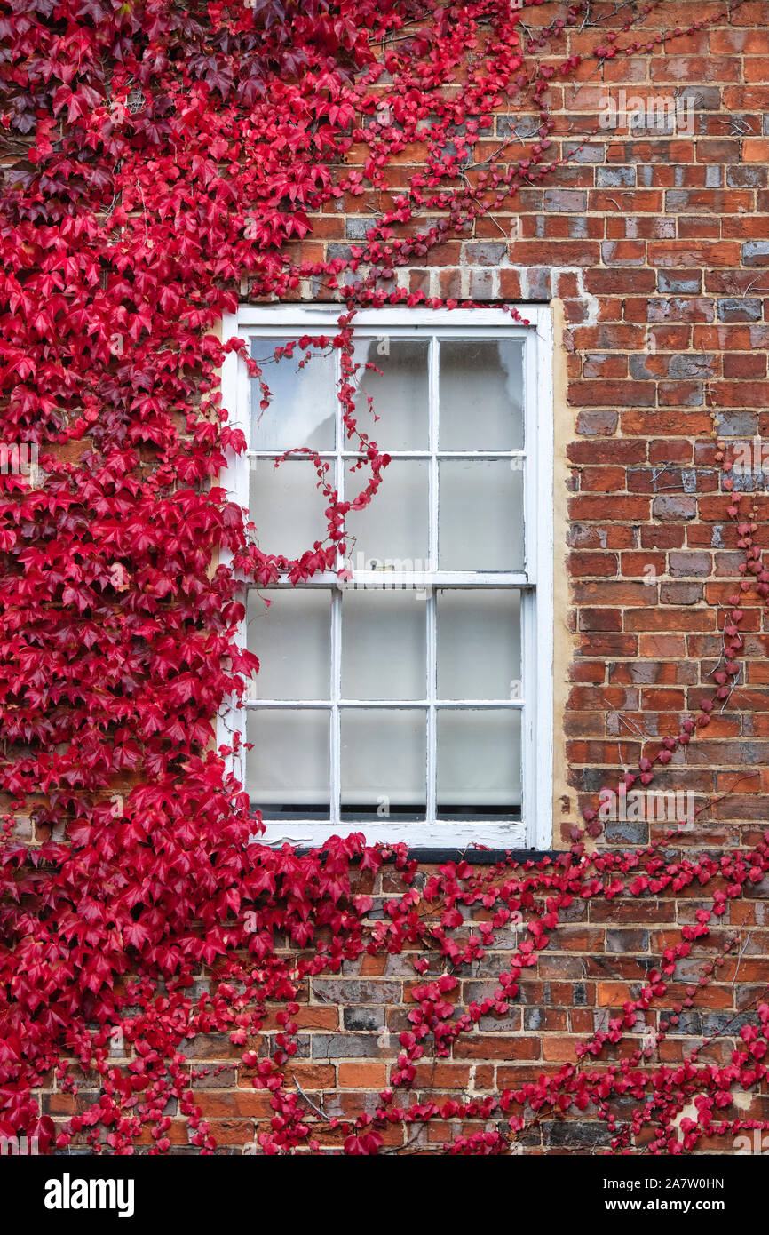 Parthenocissus tricuspidata. Boston Ivy / Japanese Creeper covering a ...