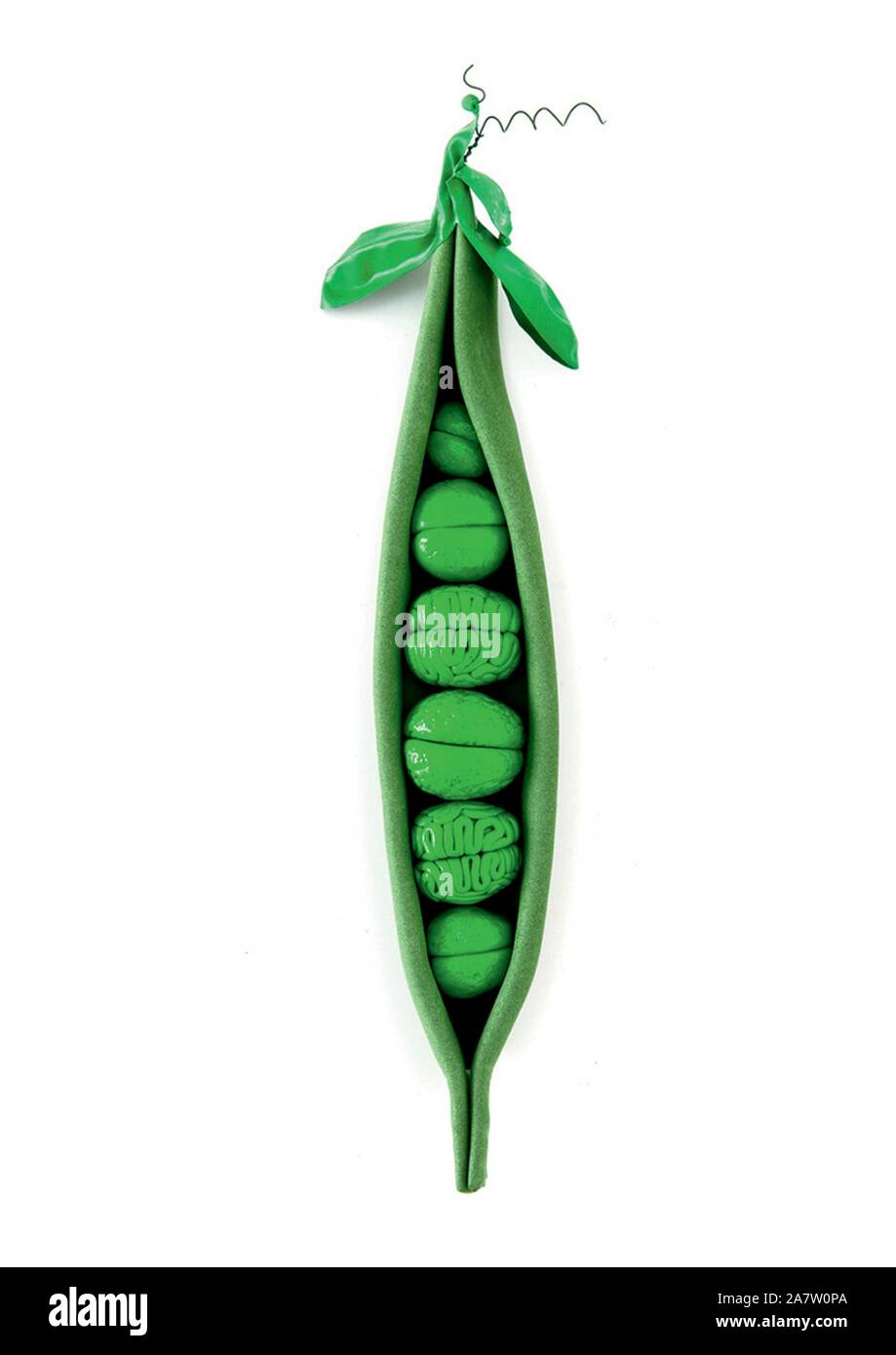 Pea Brain High Resolution Stock Photography and Images - Alamy