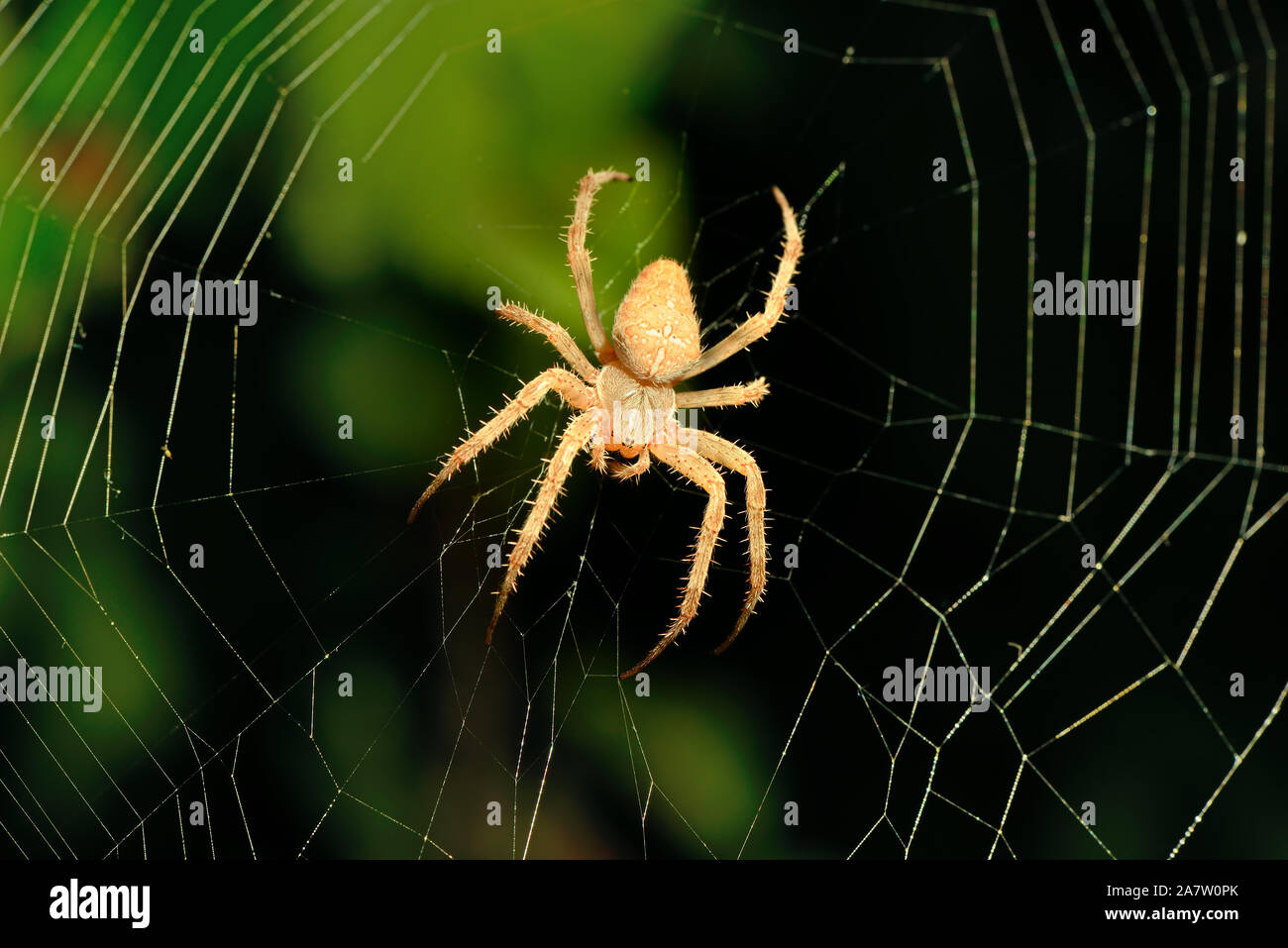 Spider with cross on the back hi-res stock photography and images - Alamy