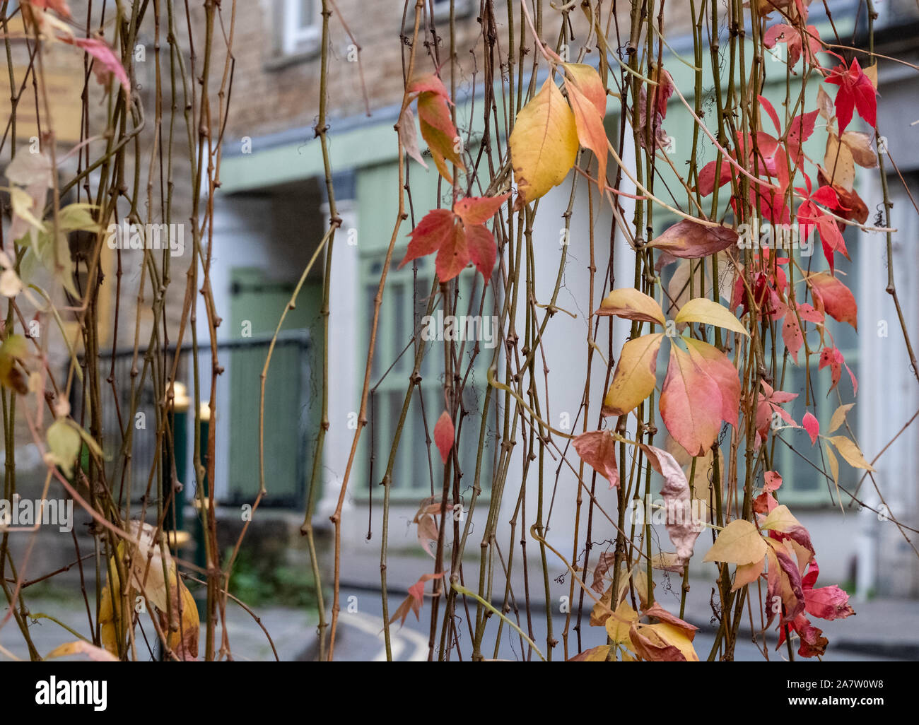 Virginia creeper trailing ivy, also known as American ivy, photographed ...