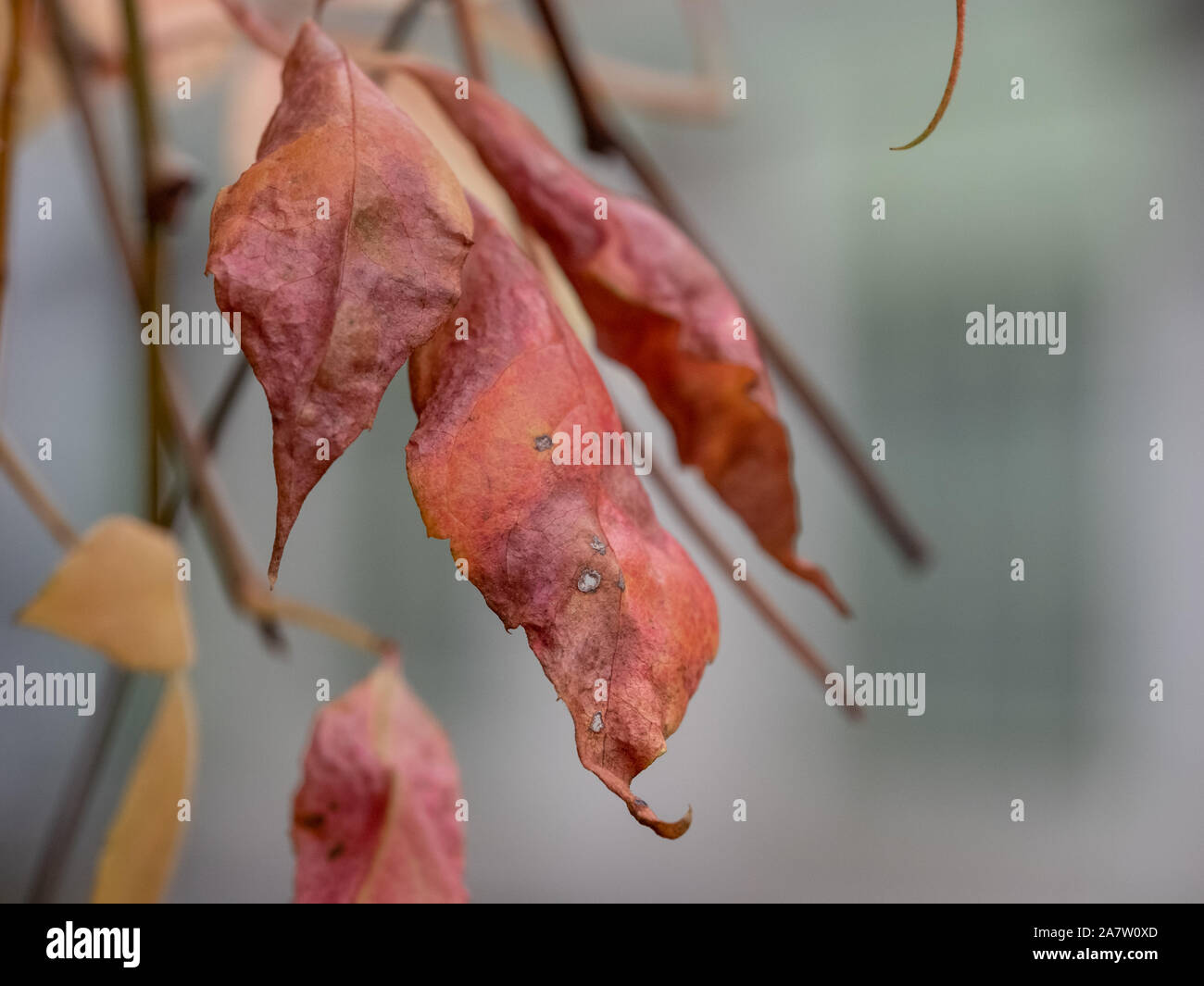 Virginia creeper trailing ivy, also known as American ivy, photographed ...