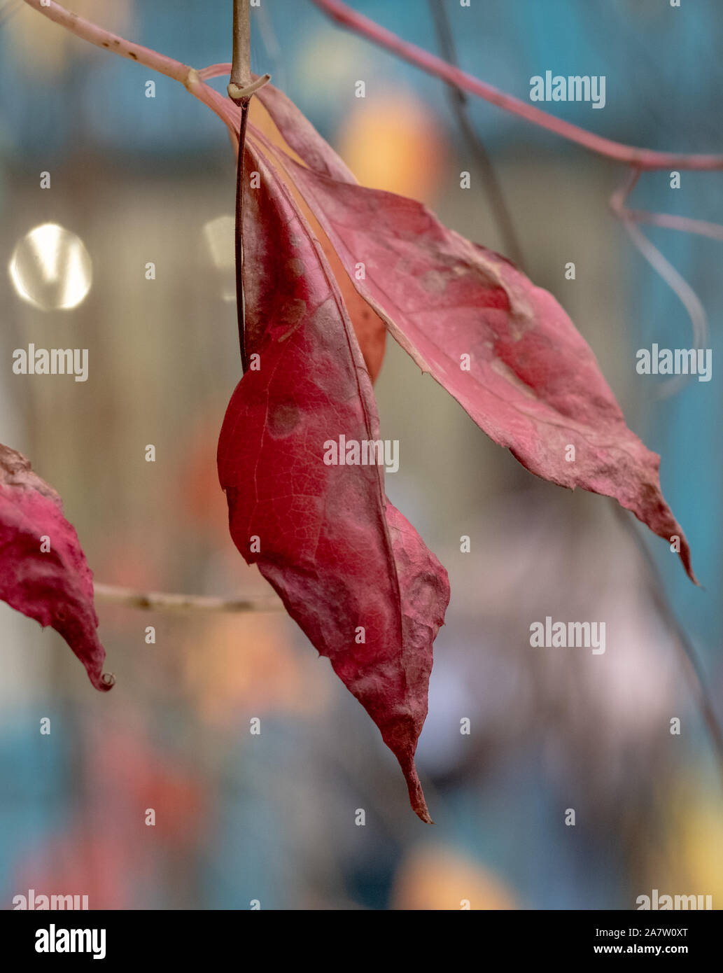 Virginia creeper trailing ivy, also known as American ivy, photographed ...