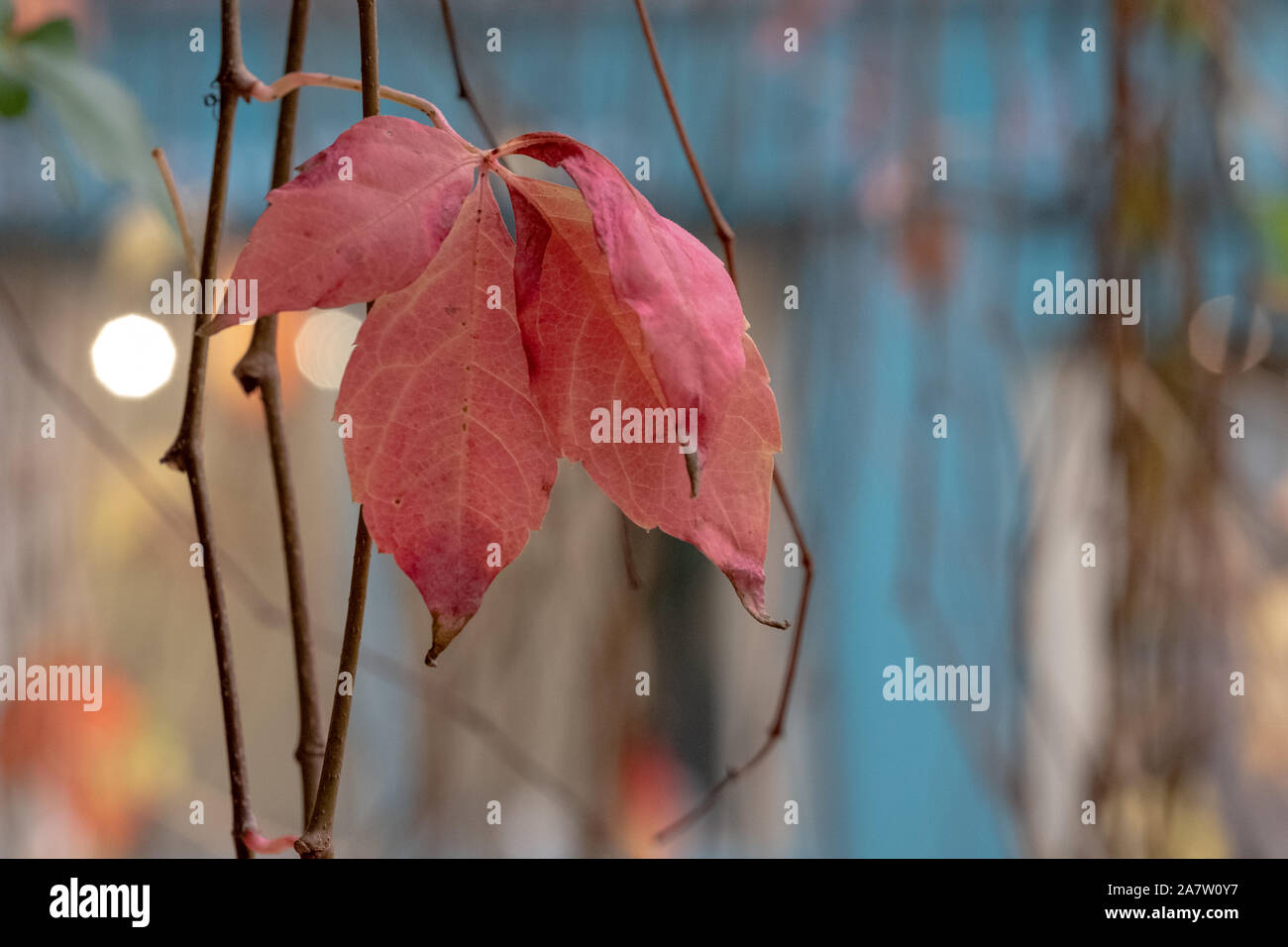Virginia creeper trailing ivy, also known as American ivy, photographed ...