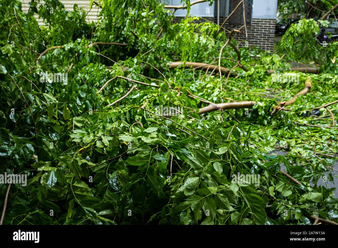 Tree branches are broken by heavy rainstorm and strong wind caused by ...