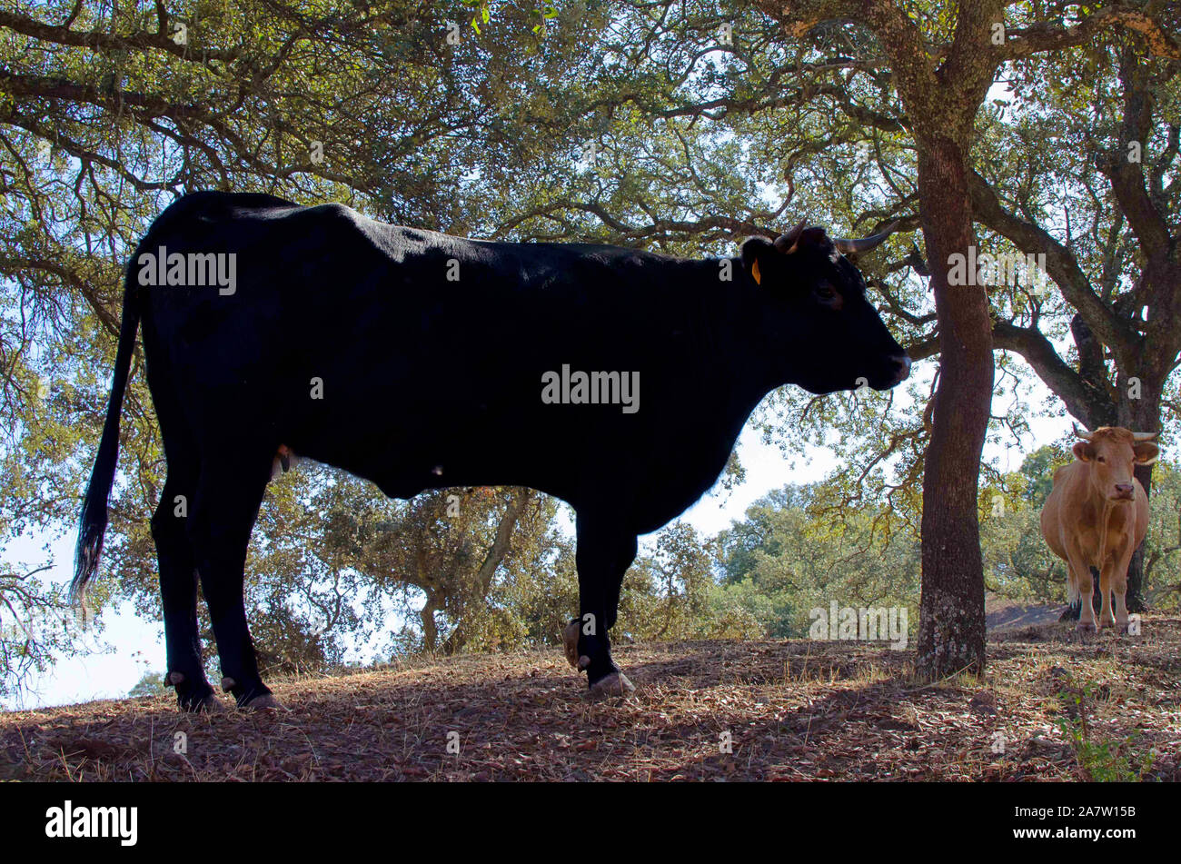 Two cows under hi-res stock photography and images - Alamy