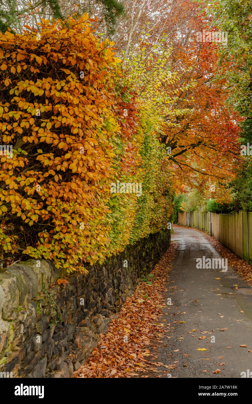 A Beech hedge in Autumn in Baildon, Yorkshire, England Stock Photo - Alamy