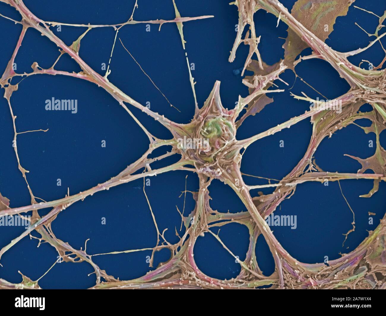 Rat Brain Anatomy Stock Photos & Rat Brain Anatomy Stock Images - Alamy