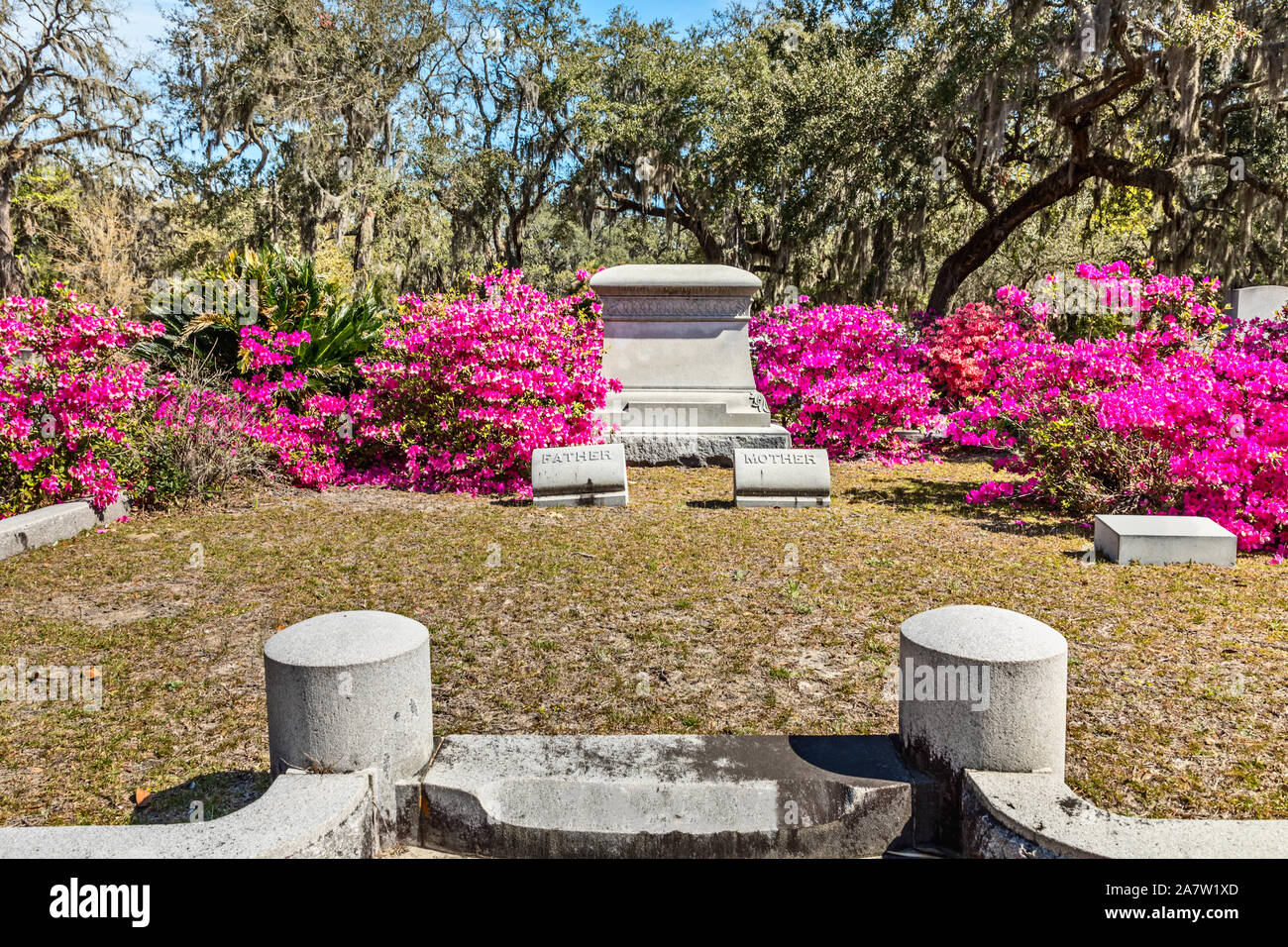 Pink blooming azalea bushes and an empty tombstone on historic ...