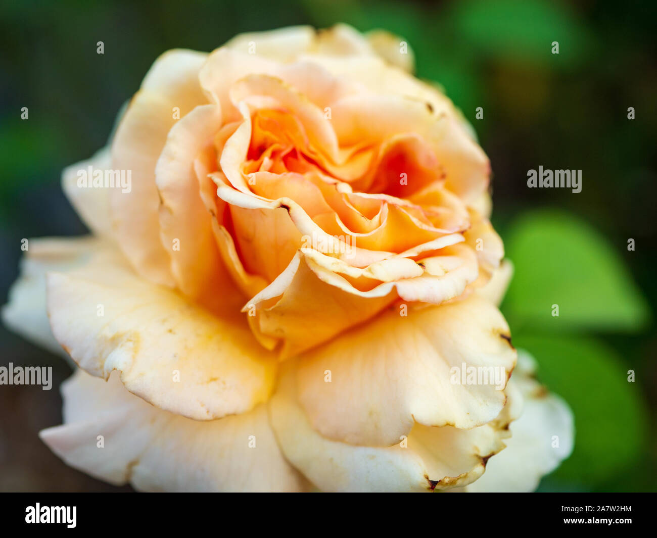 Peach colored rose hi-res stock photography and images - Alamy
