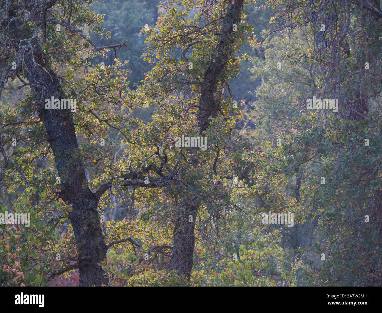 Light Filtering Through Trees High Resolution Stock Photography and ...