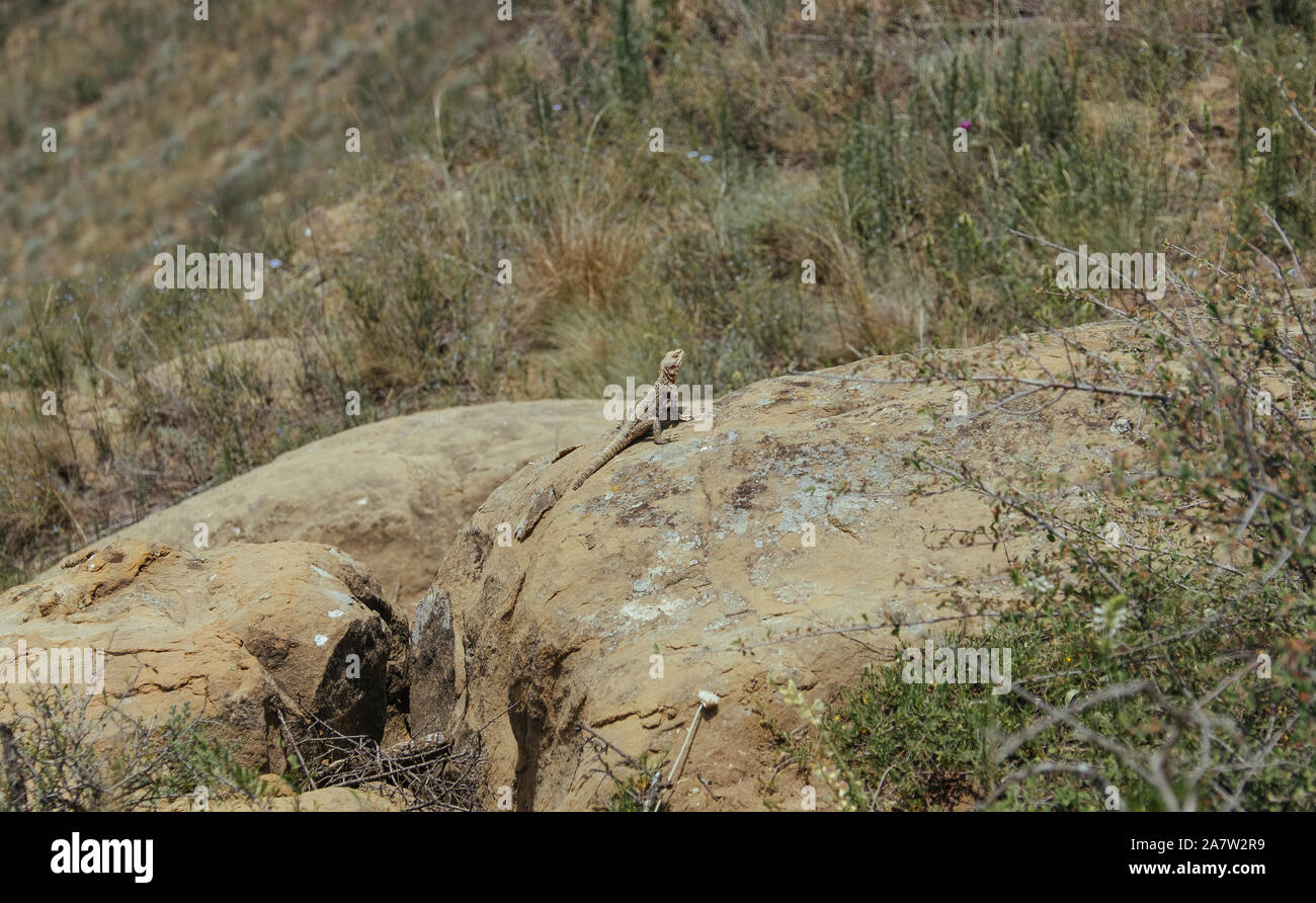 Lizard basking under the sun in Georgian mountains Stock Photo - Alamy