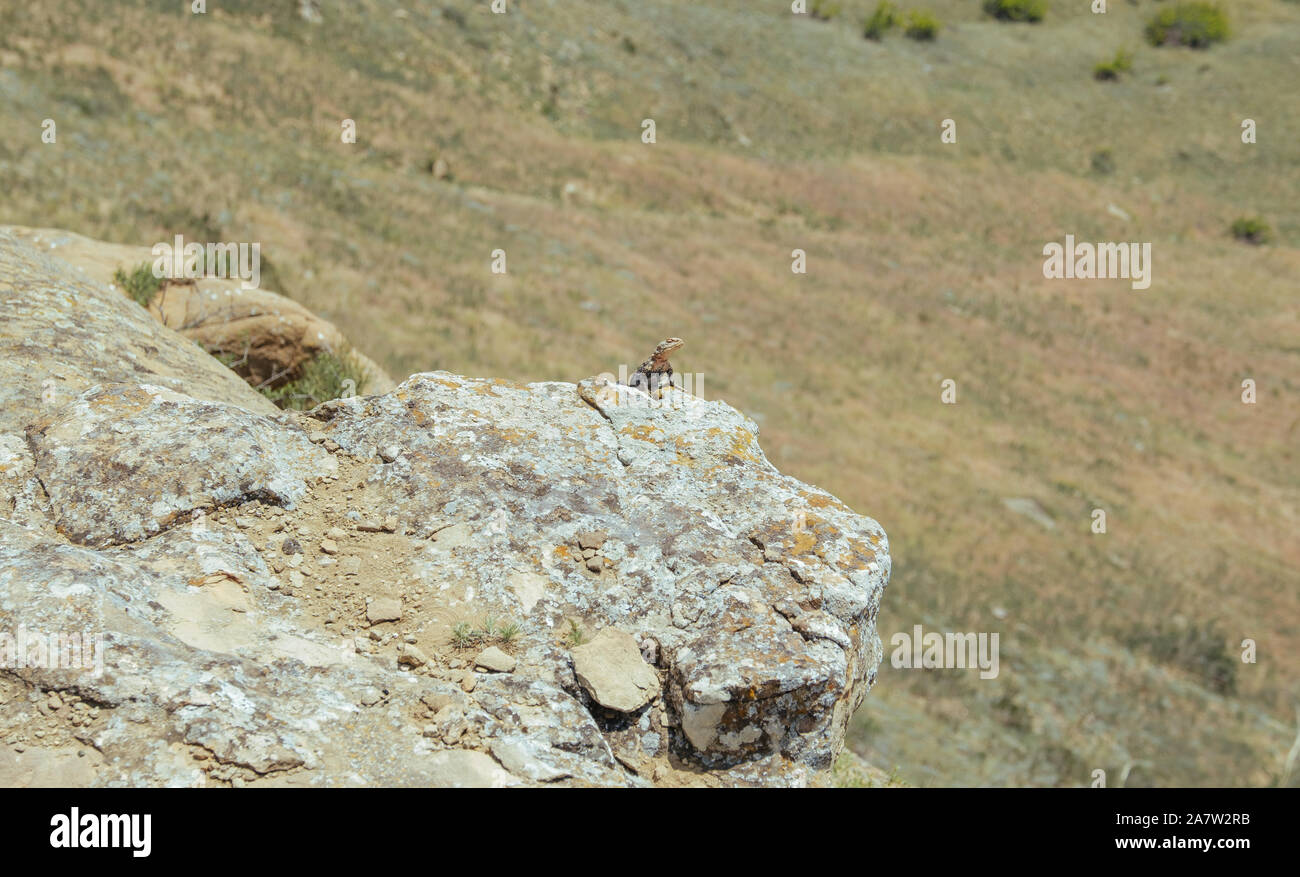 Georgian lizard hi-res stock photography and images - Alamy