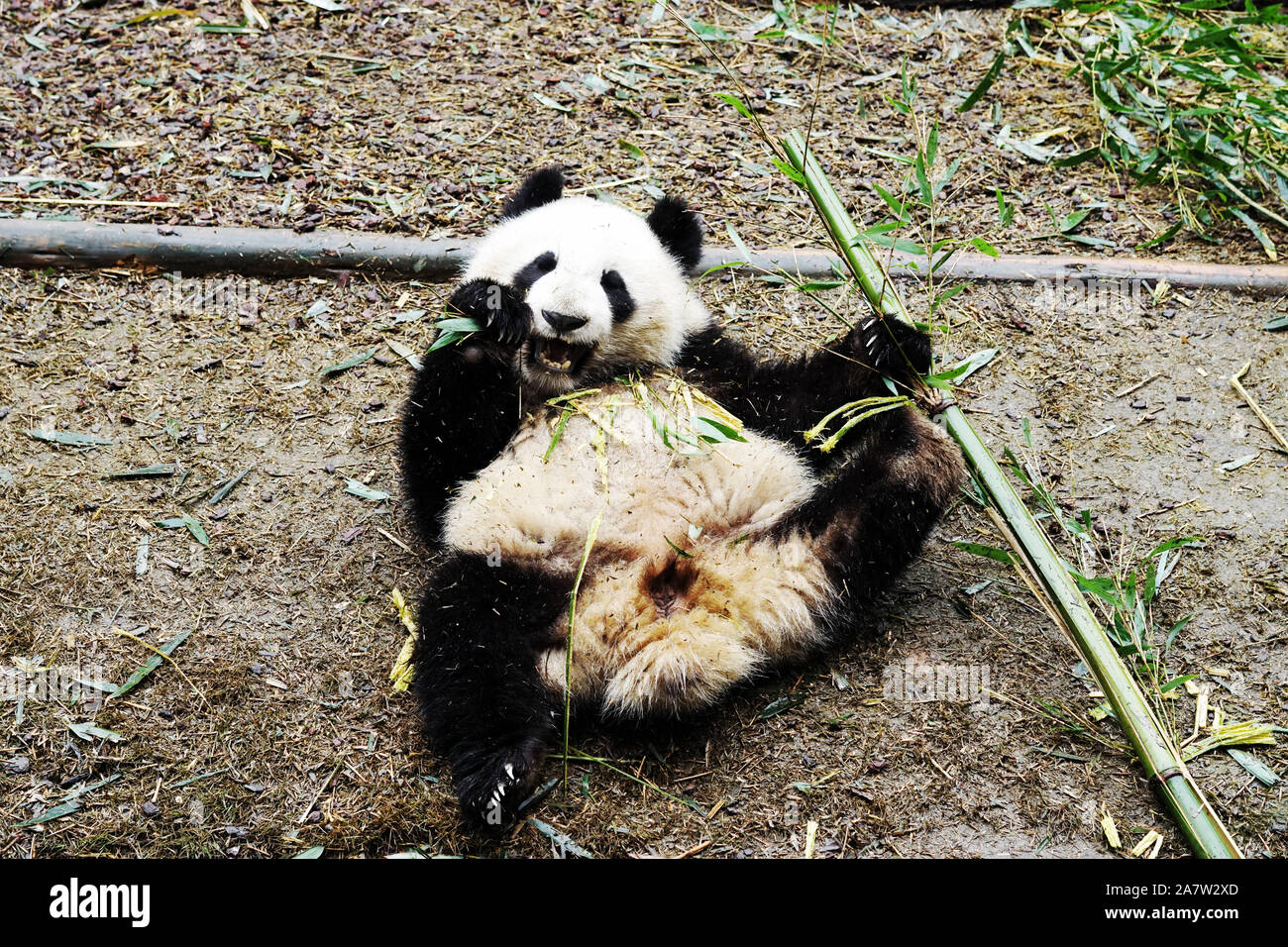 Giant pandas eat bamboo outside of rooms at Chengdu Research Base of ...
